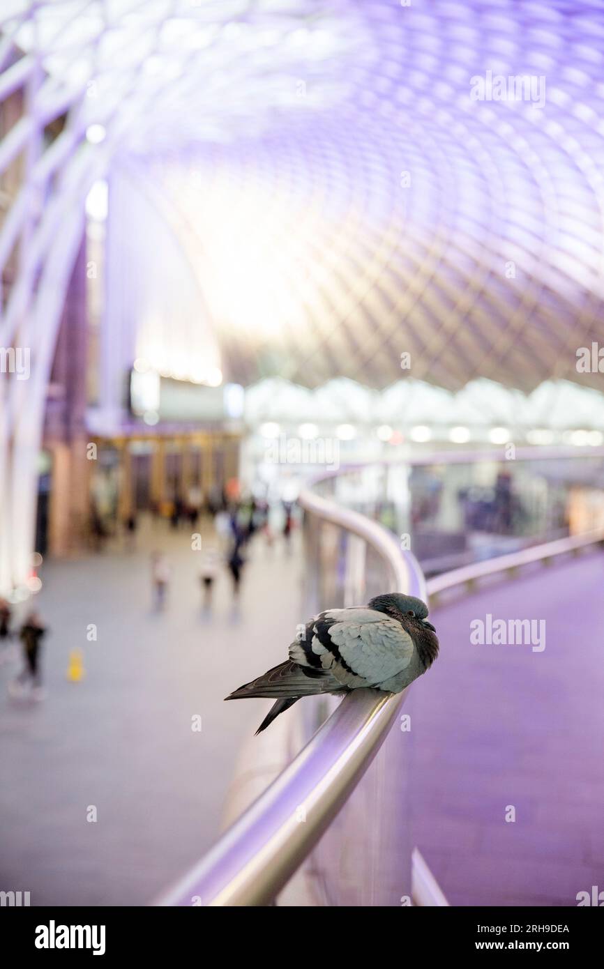 A pigeon rests on a railing as people walk underneath at a quiet KingÕs ...