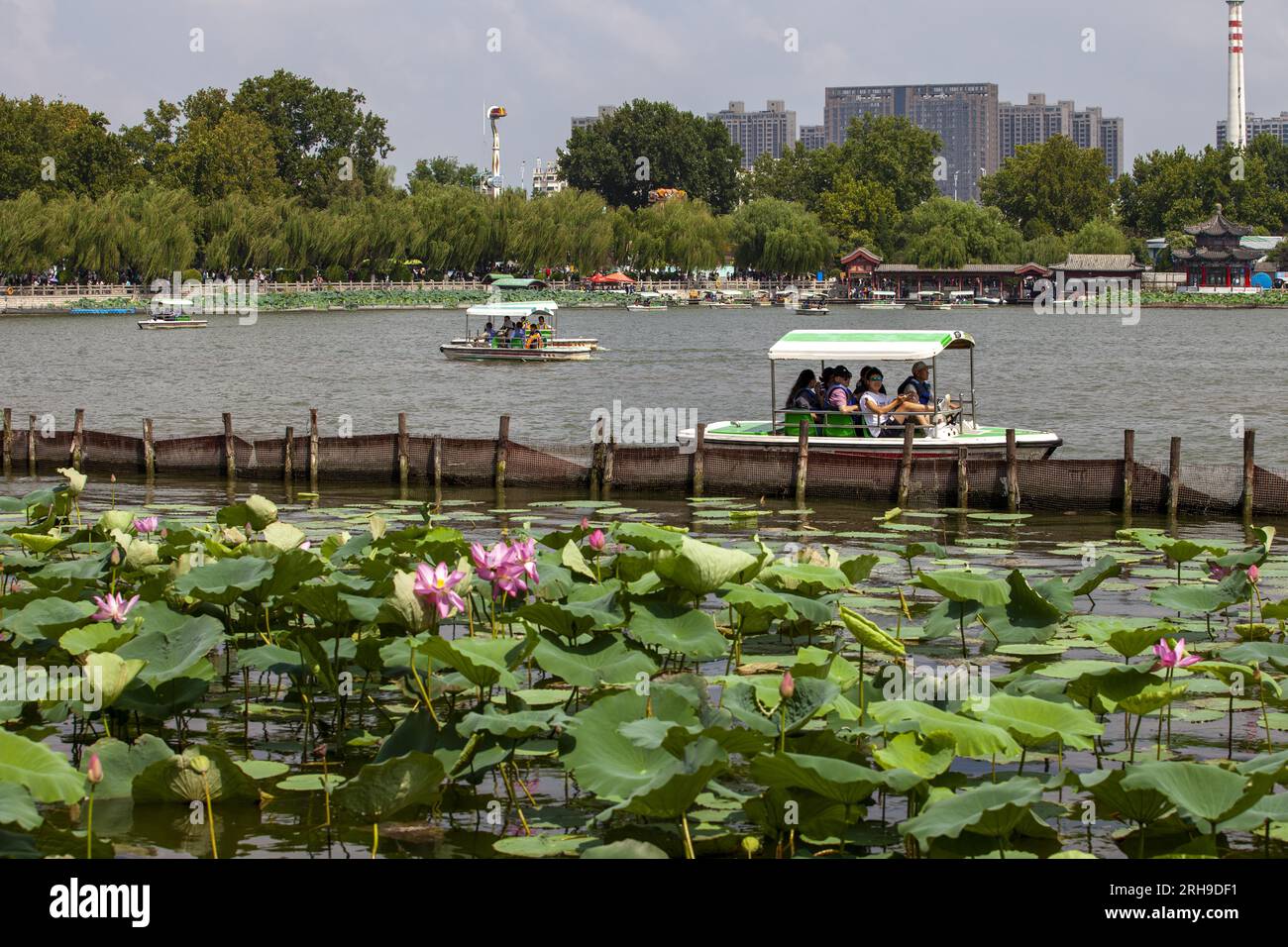 People enjoy blooming lotus flowers at Daming Lake by boat in Jinan ...