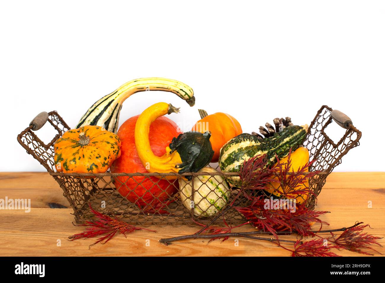 Basket of gourds on white background with copy space. Fall, halloween ...