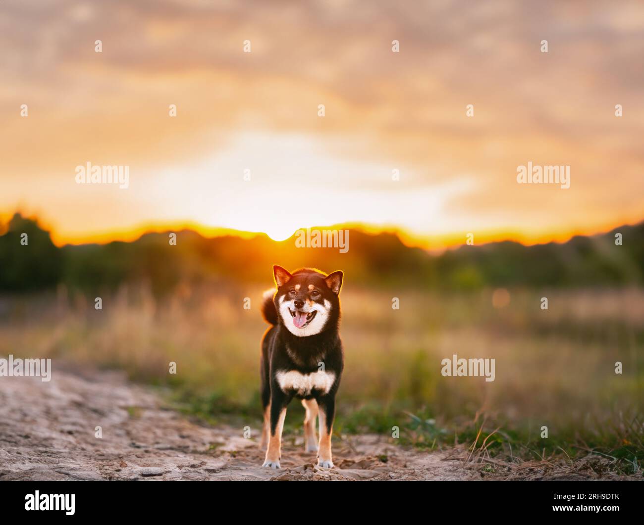 Young Black And Tan Shiba Inu Dog Outdoor Stock Photo - Alamy