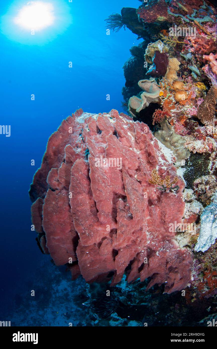 Barrel Sponge, Xestospongia testudinaria, with sun in background ...