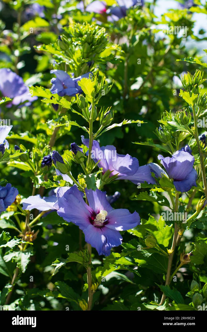 blue hibiscus flowers with red center and young buds growing in the ...