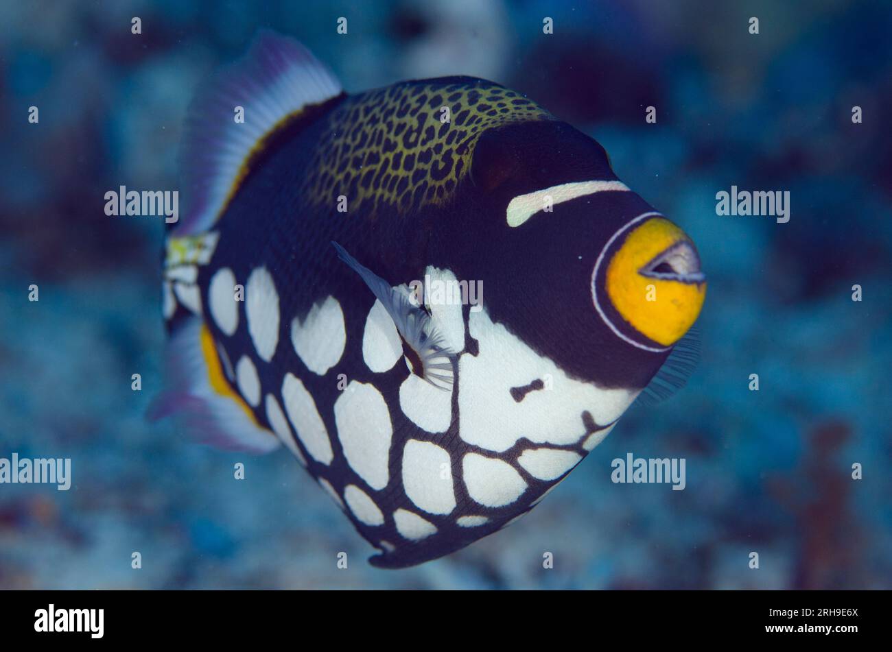 Clown Triggerfish, Balistoides conspicillum, Boo Rocks dive site, Boo ...