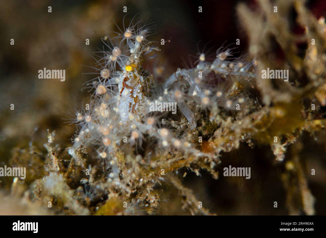 Electric Crab, Achaeus spinosus, carrying small hydropolypes for ...