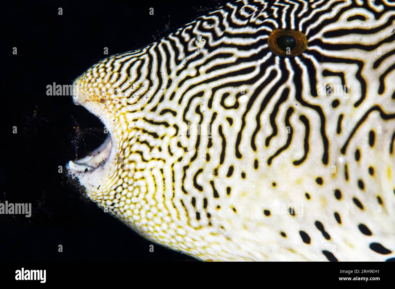 Map Puffer, Arothron mappa, with Clear Cleaner Shrimp, Urocaridella ...