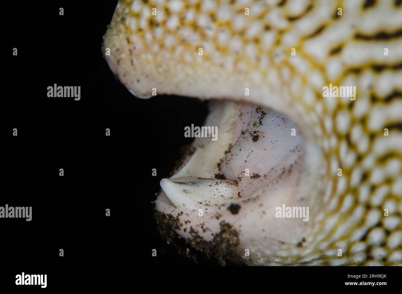 Map Puffer, Arothron mappa, teeth, Liberty Wreck dive site, Tulamben ...