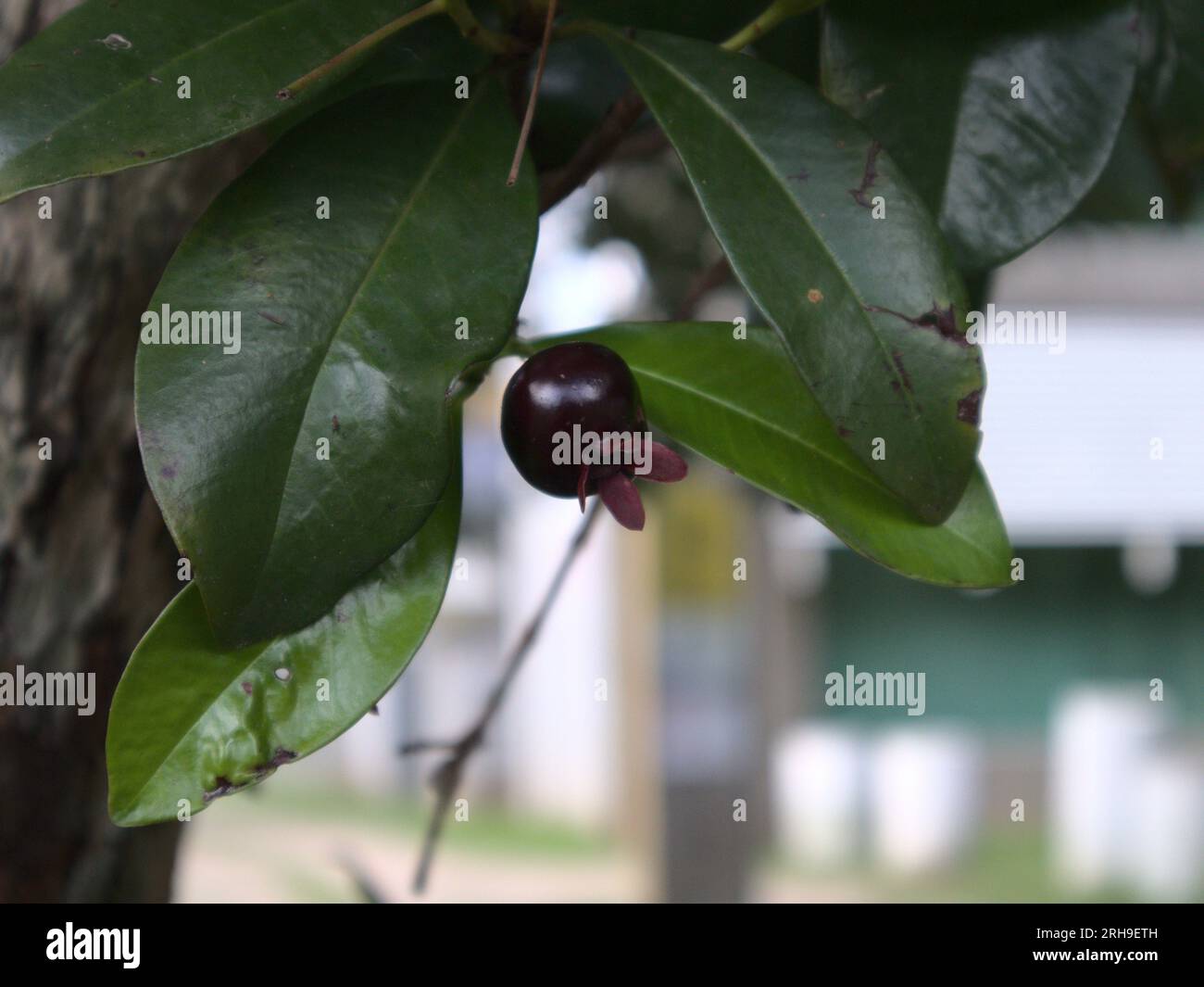 Brazilian berry hi-res stock photography and images - Alamy