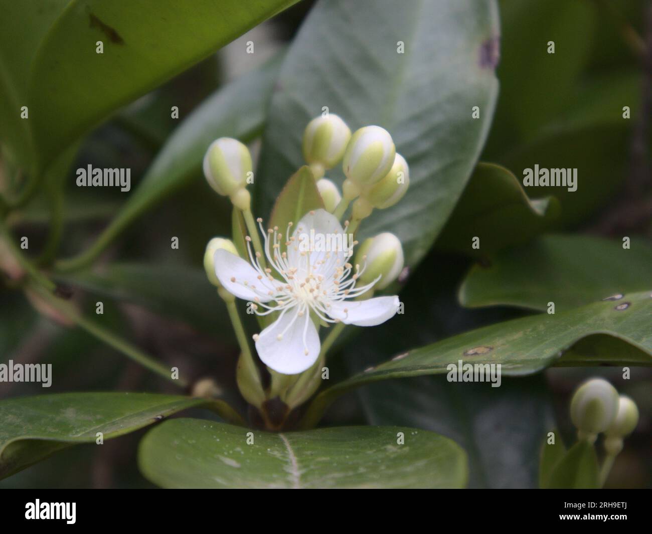 Guabiju flower hi-res stock photography and images - Alamy