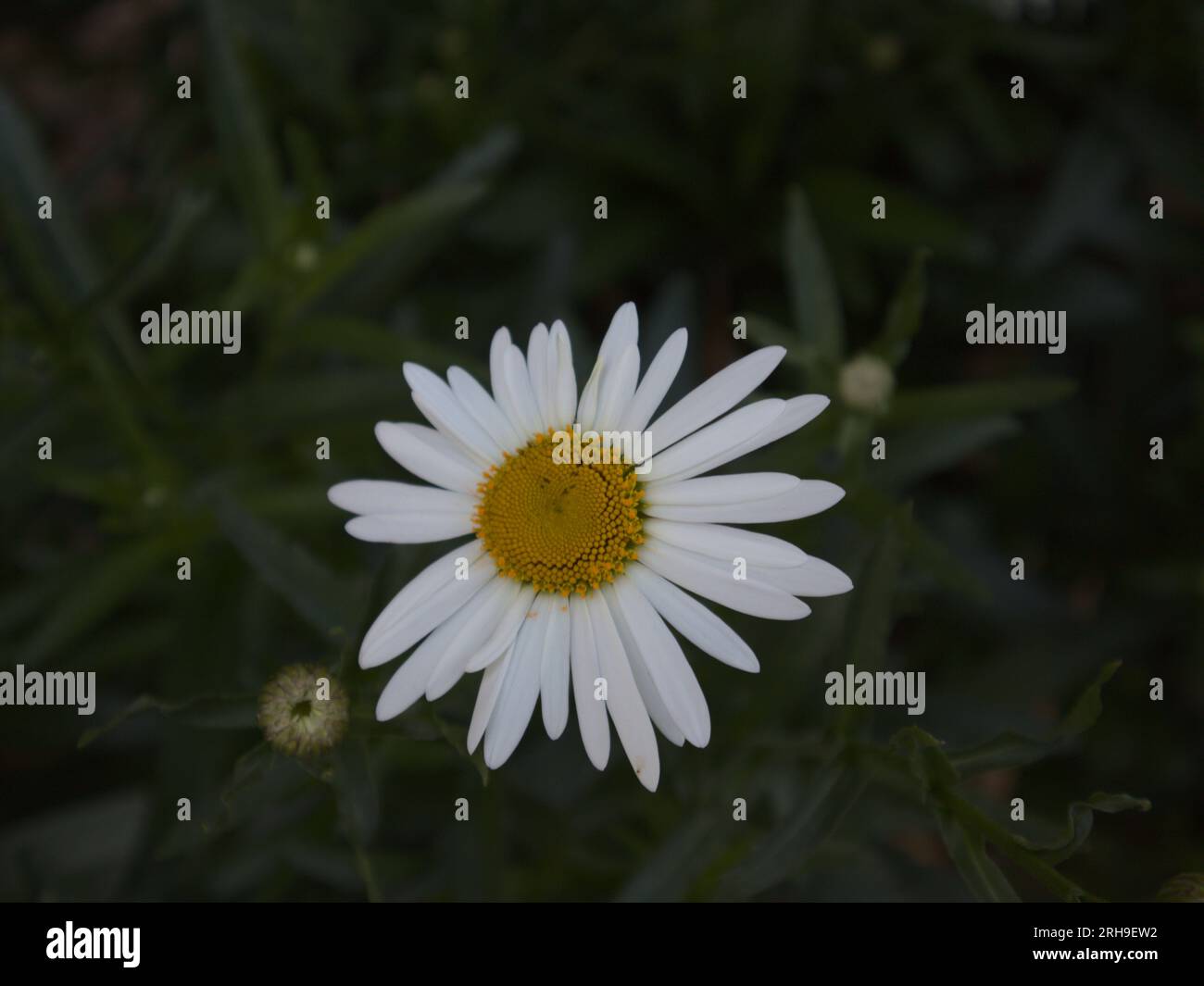 Lonely daisy hi-res stock photography and images - Alamy