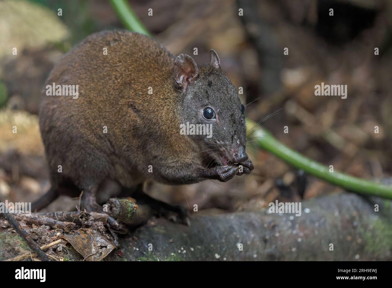 Smallest macropod species hi-res stock photography and images - Alamy