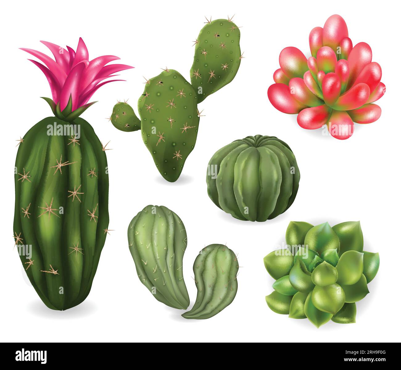 Realistic cactus succulent set with isolated images of cacti plants ...