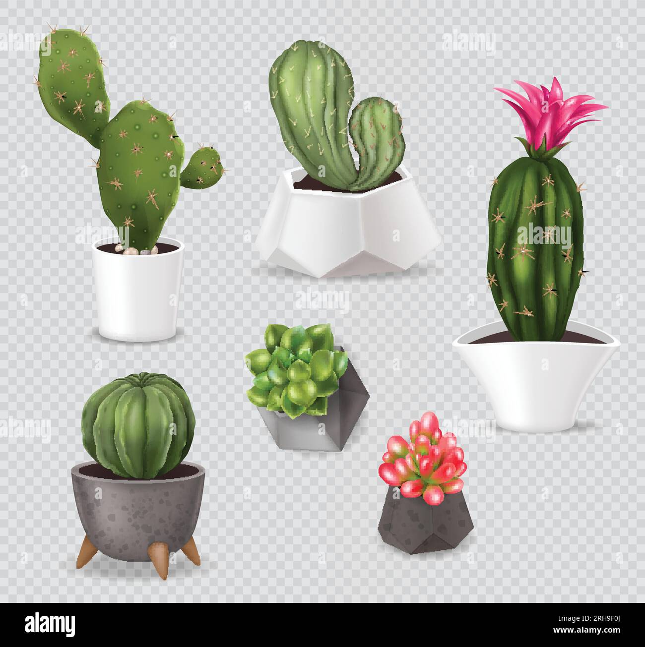 Realistic cactus pot set of isolated images with house plants in ...