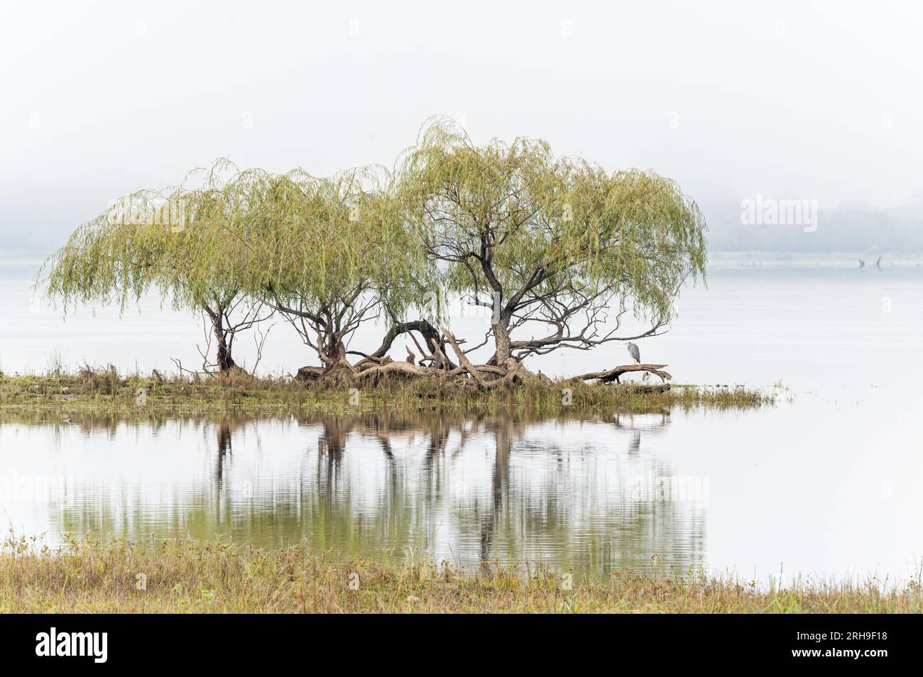 A thicket of Weeping Willows on the edge of Khancoban Dam in Australia ...