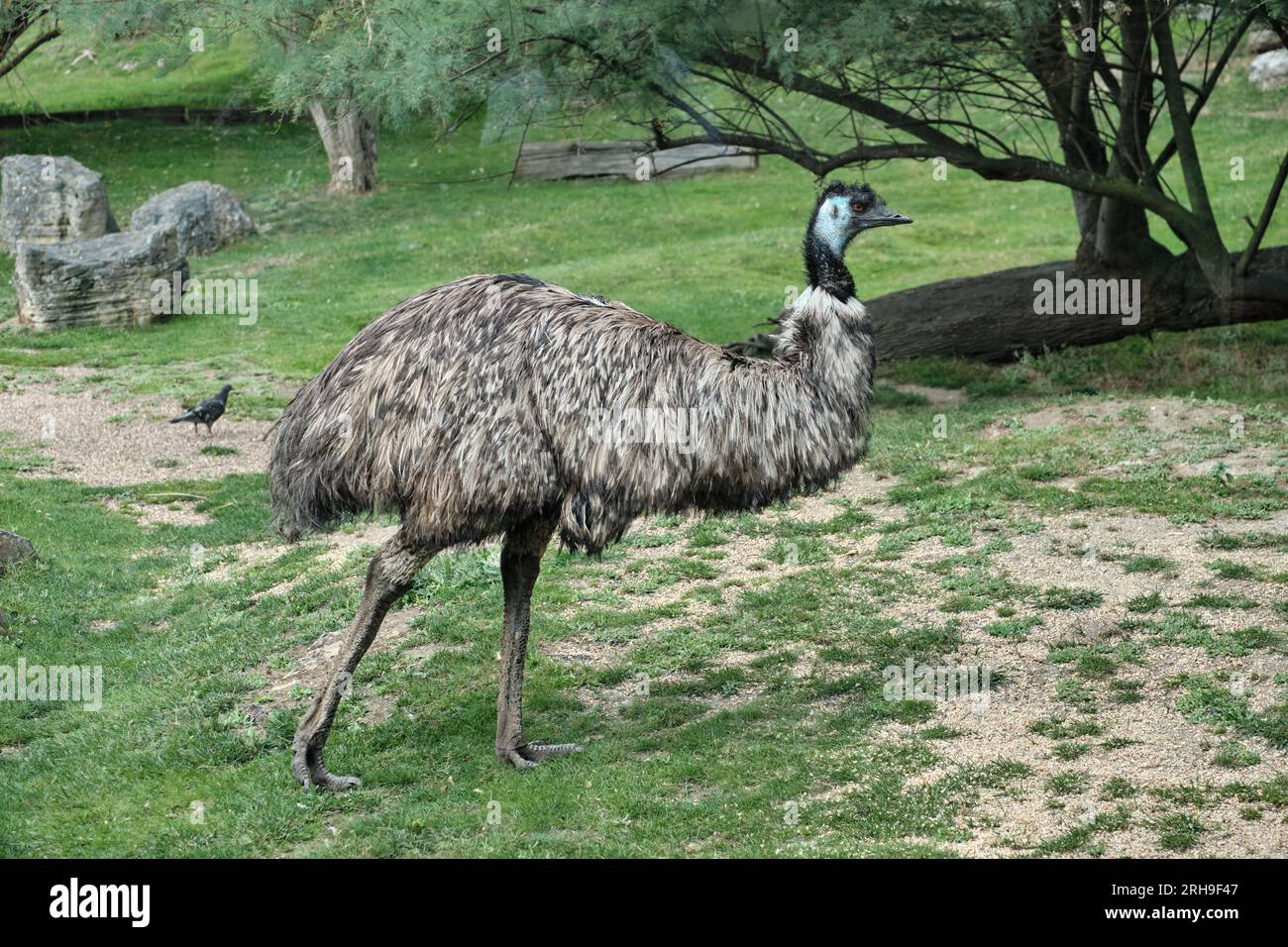 Emu strutting about outdoors Stock Photo - Alamy