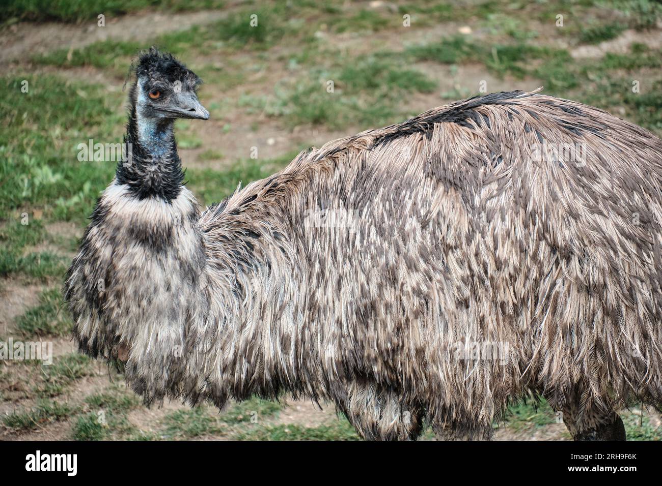 Strutting animal hi-res stock photography and images - Alamy