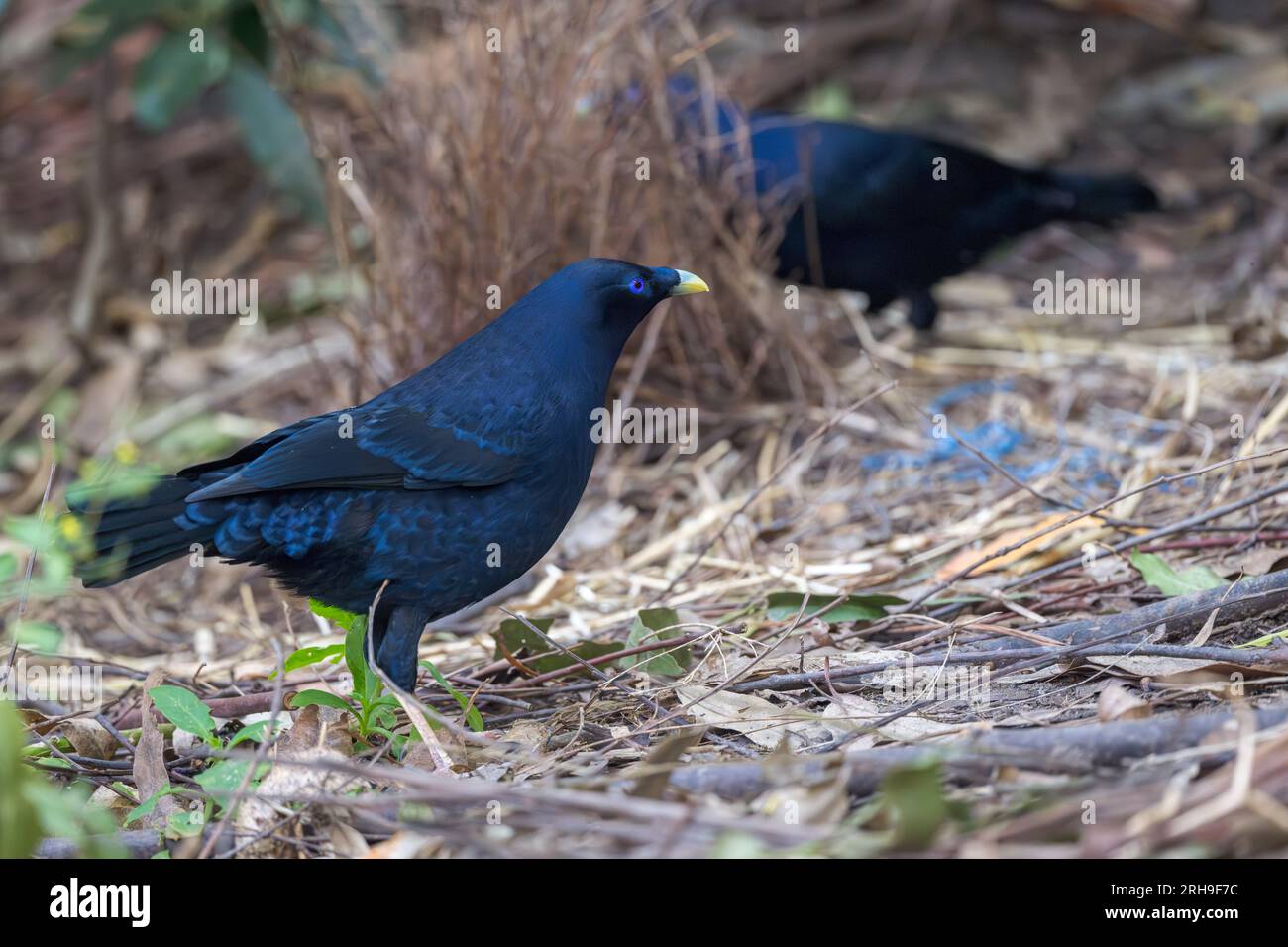 Australian native iris hi-res stock photography and images - Alamy