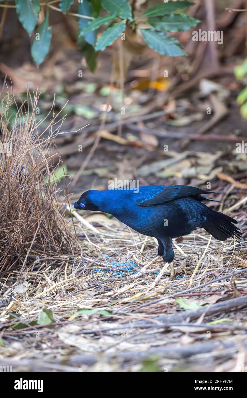 Australian native iris hi-res stock photography and images - Alamy
