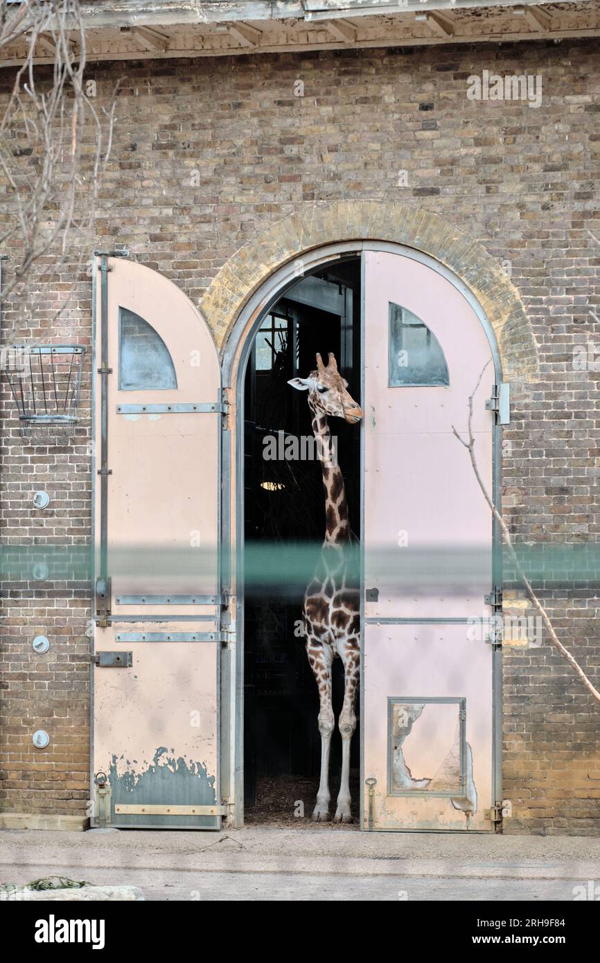 Giraffe peering in window hi-res stock photography and images - Alamy