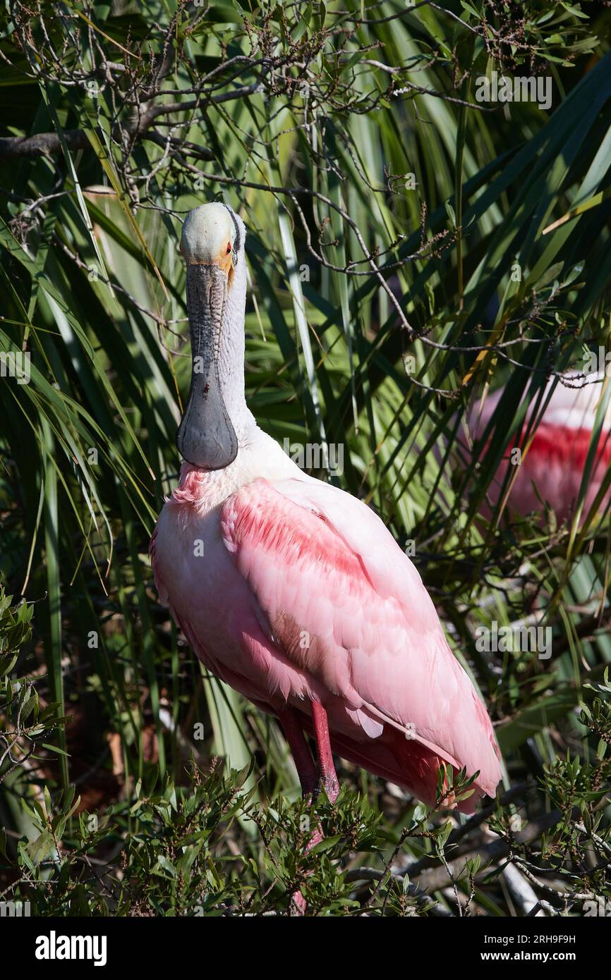 Vogelbeobachtung feuchtgebiete hi-res stock photography and images - Alamy