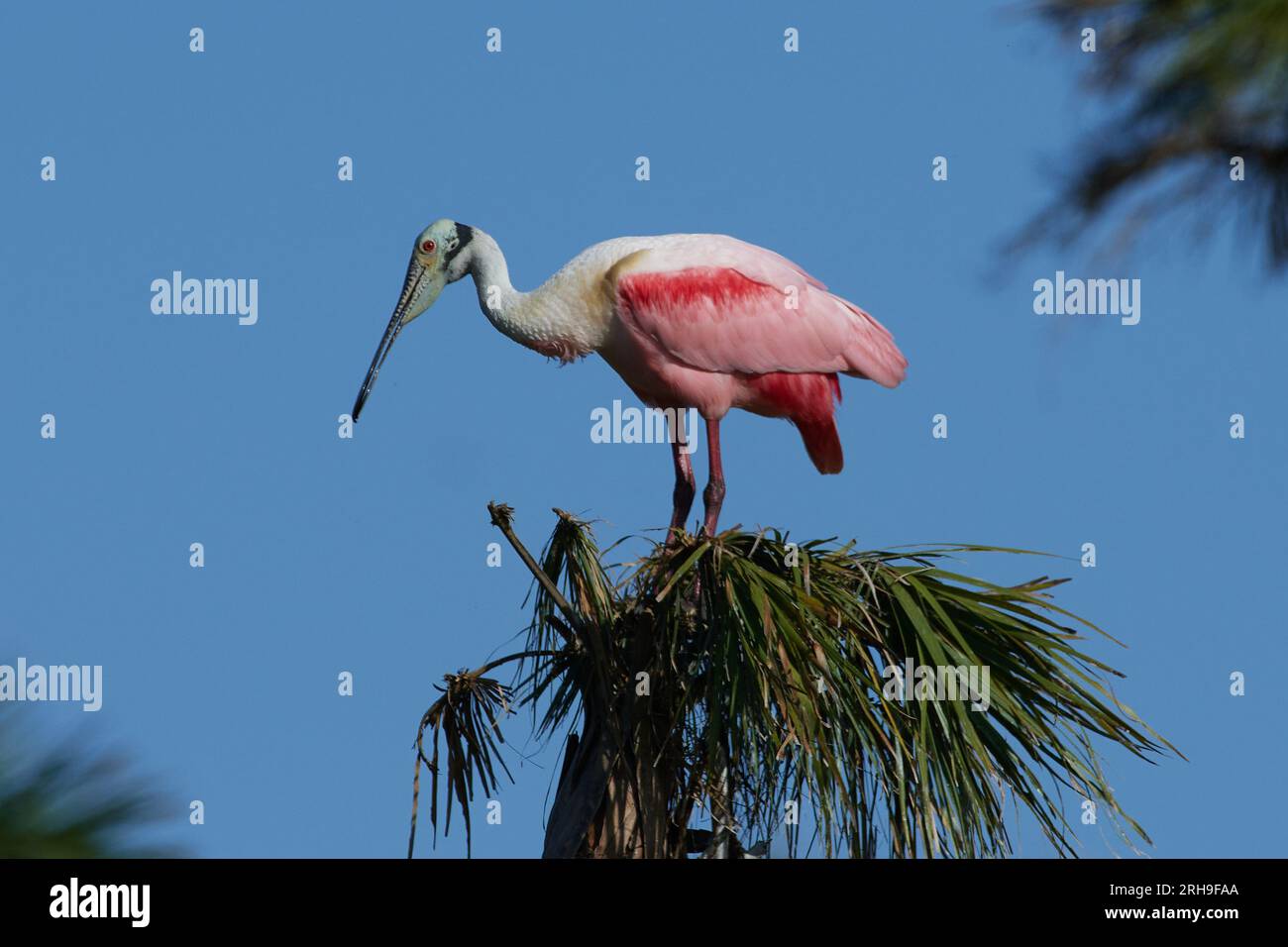 Vogel feuchtgebiete hi-res stock photography and images - Alamy