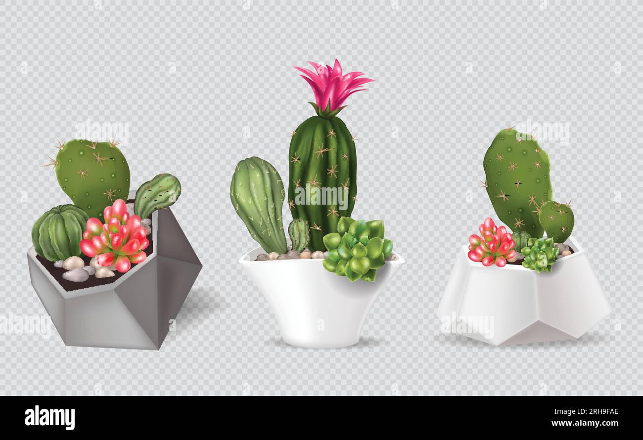 Realistic cactus set of compositions with isolated views of pots with ...