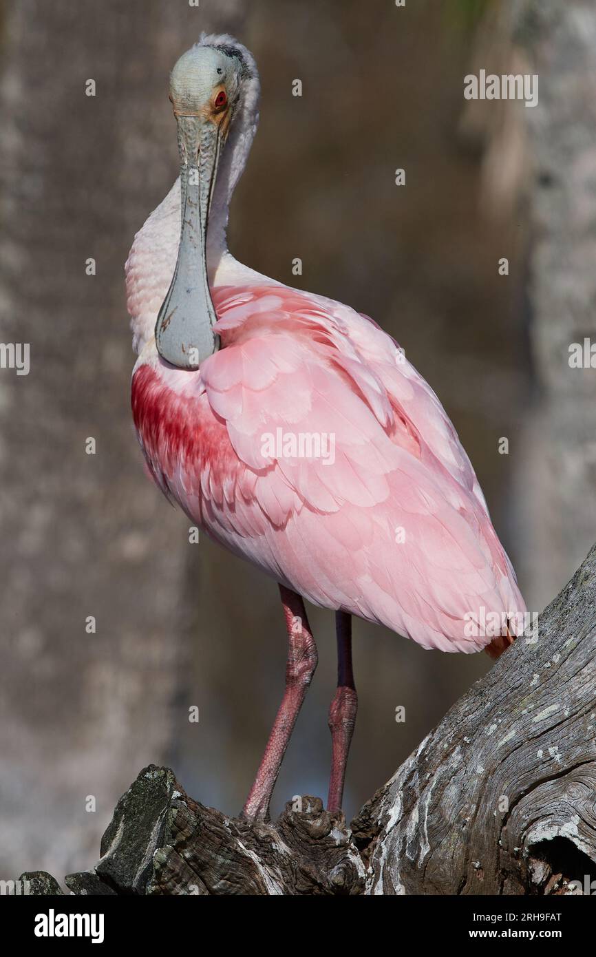 Vogel feuchtgebiete hi-res stock photography and images - Alamy