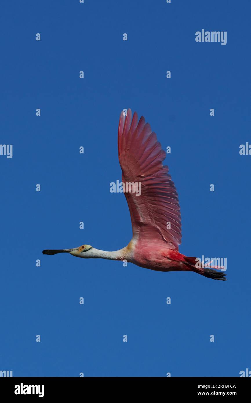 Vogelbeobachtung feuchtgebiete hi-res stock photography and images - Alamy