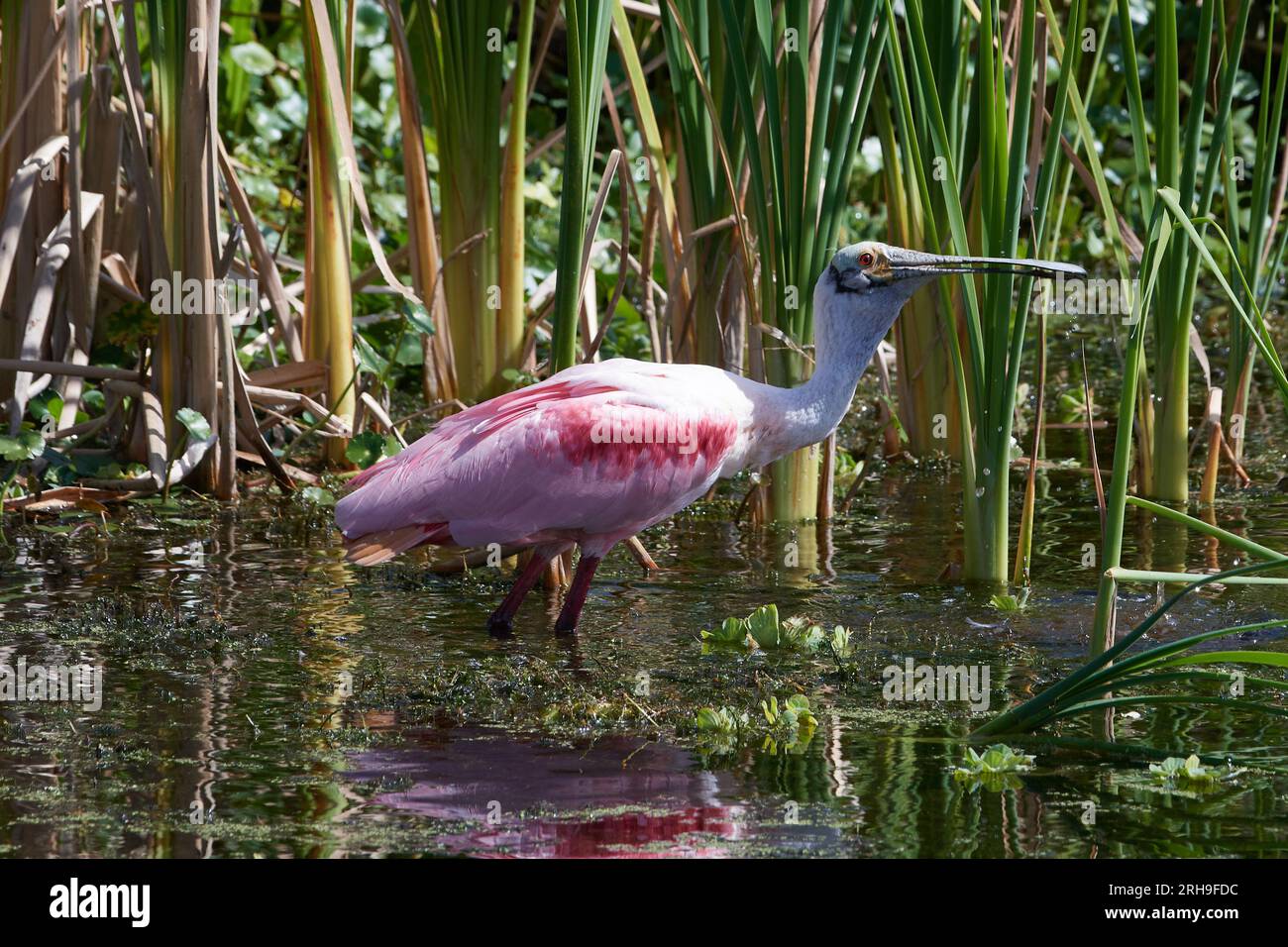 Pelikanverwandte hi-res stock photography and images - Alamy