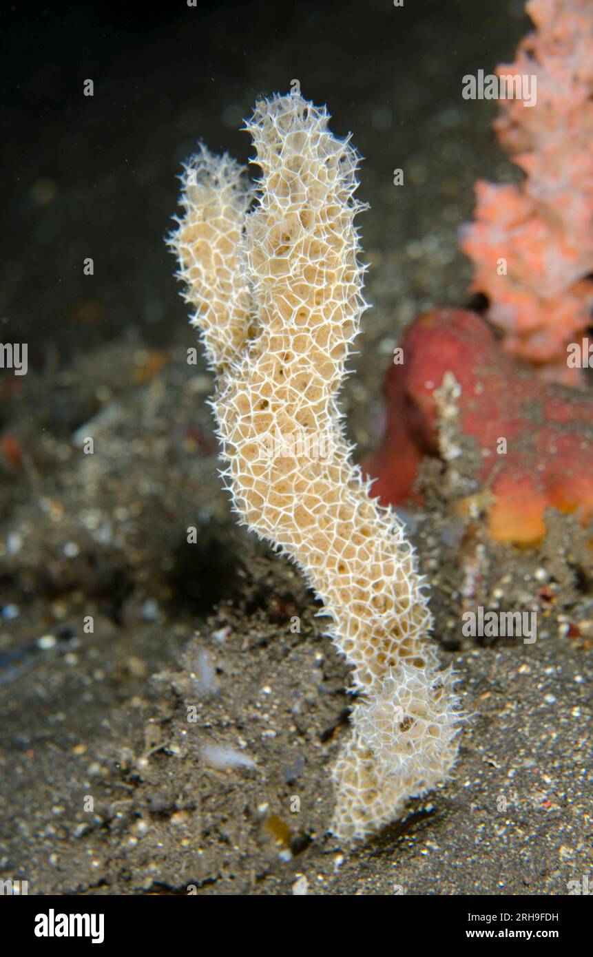 Dysideid sponge hi-res stock photography and images - Alamy