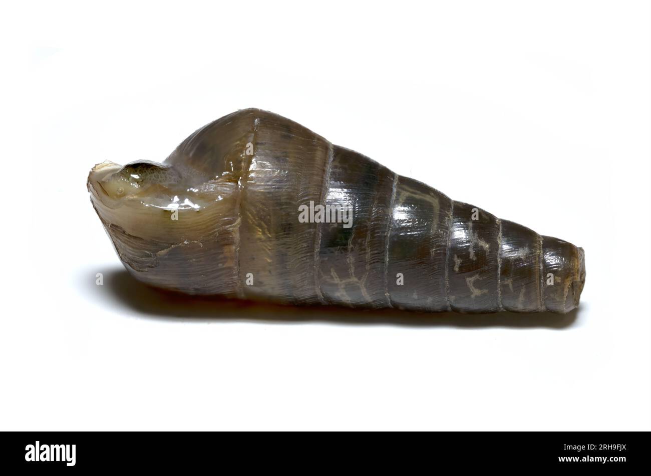 Conch shell isolated on white background, supermacro Stock Photo - Alamy