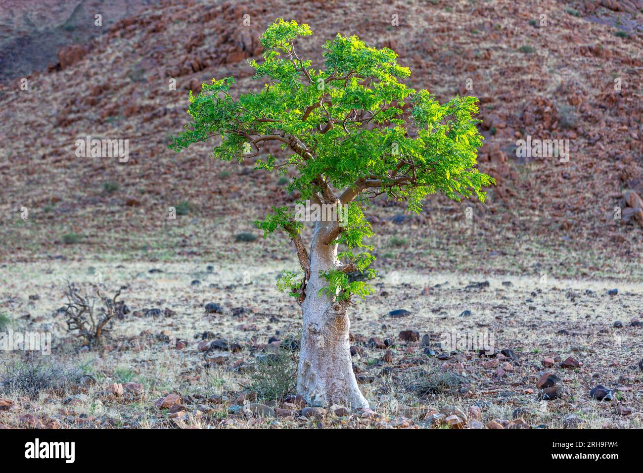 Green African Moringa tree in the Namib Desert Namibia Stock Photo - Alamy