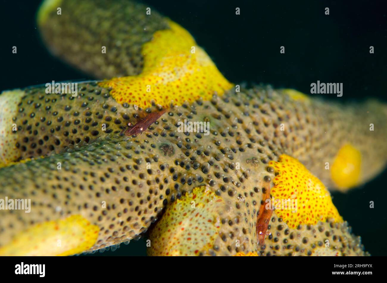 Group of Comb Jellies; Coeloplana sp, with Commensal Shrimp ...
