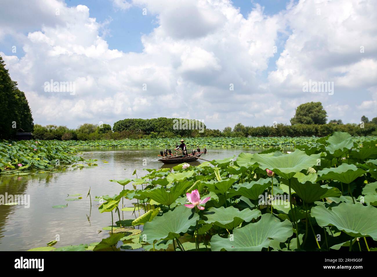 XINGHUA, CHINA - AUGUST 15, 2023 - Ecological beauty of Lixiahe ...