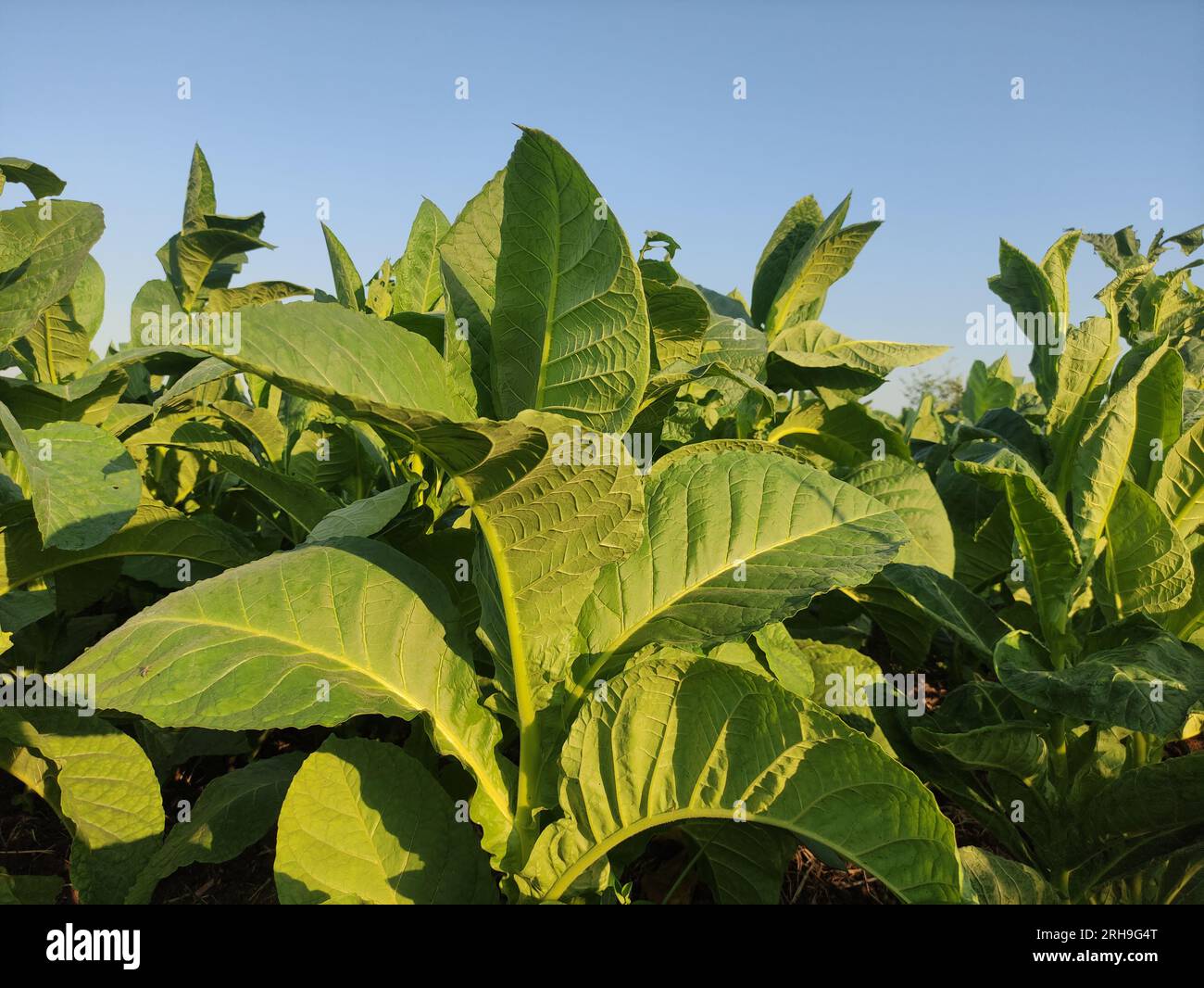 Green tobacco plantation in mountain hi-res stock photography and ...
