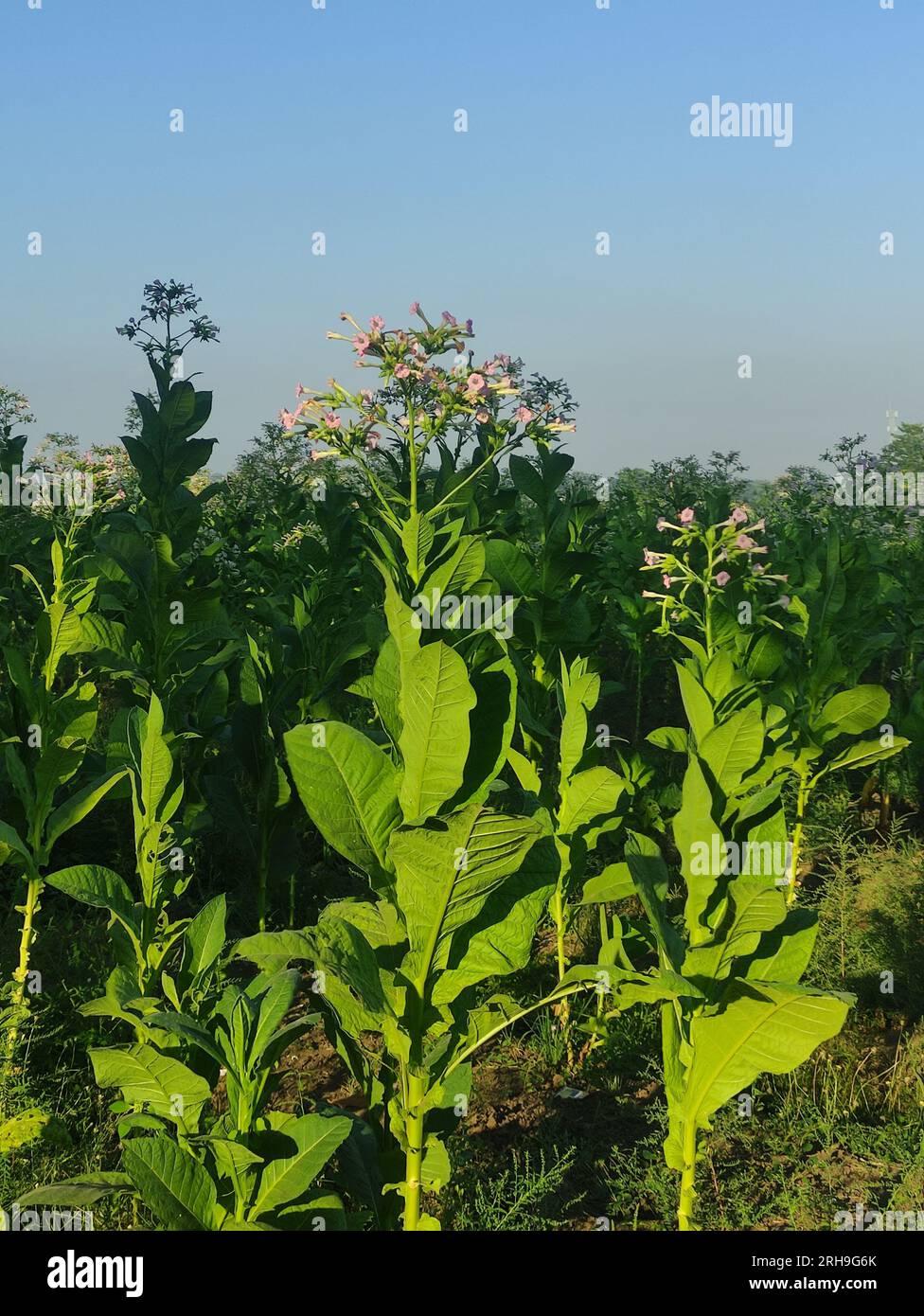 Tobacco plants whose leaves are still green with flowers Stock Photo ...