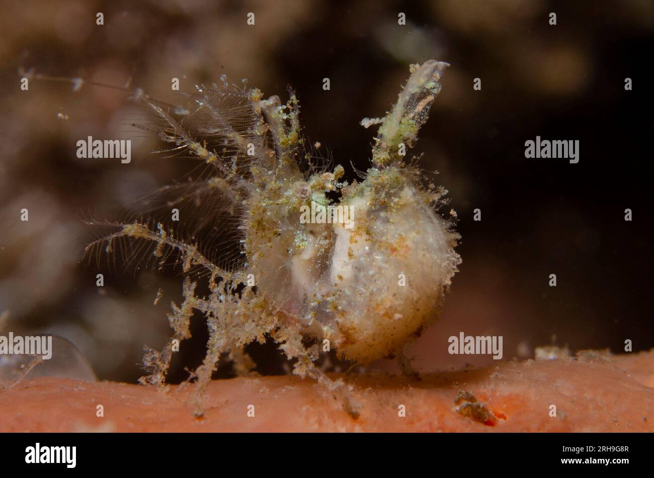 Hairy inshore shrimp hi-res stock photography and images - Alamy
