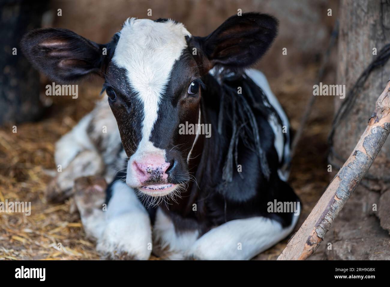 Cute baby calf on a straw in a rural town, close up, macro photography ...