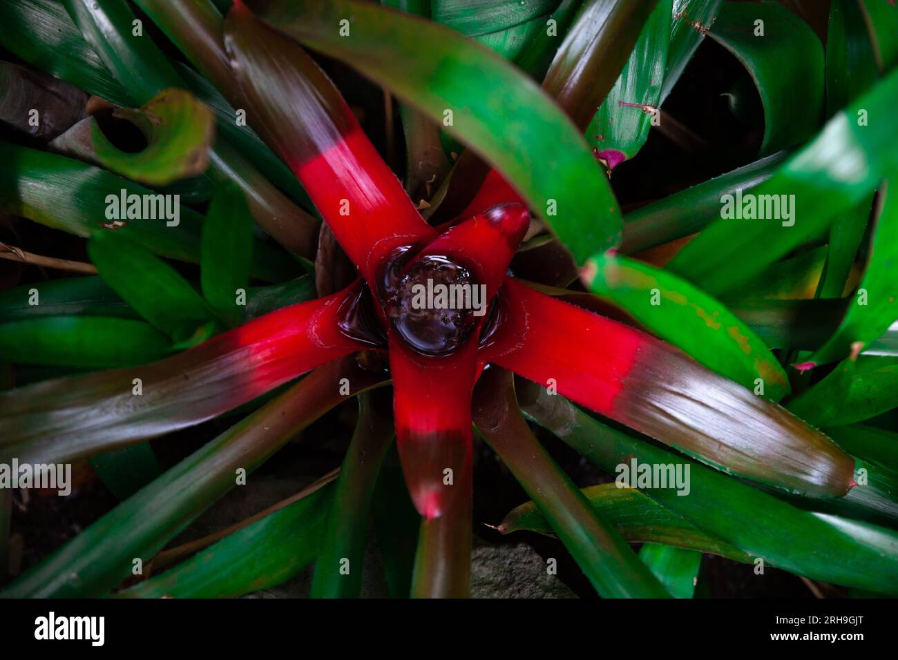 Blushing Bromeliad plant, Neoregelia Carolinae Stock Photo - Alamy