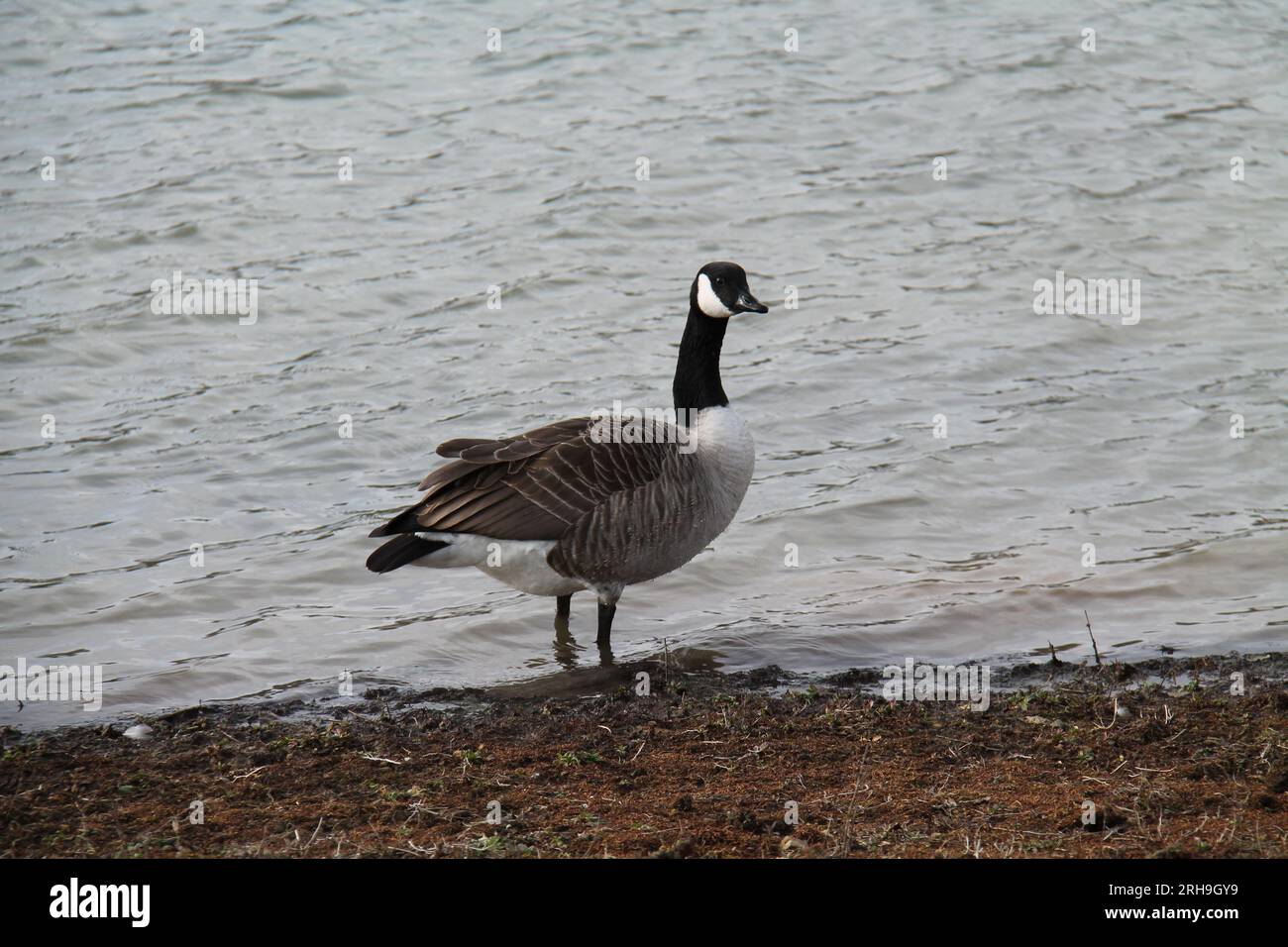 Single goose at lake hi-res stock photography and images - Alamy