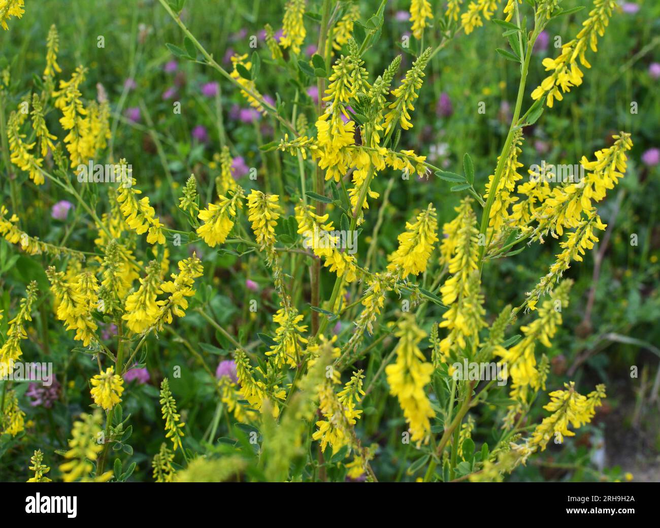 Melilot yellow (Melilotus officinalis) blooms in the wild in summer ...