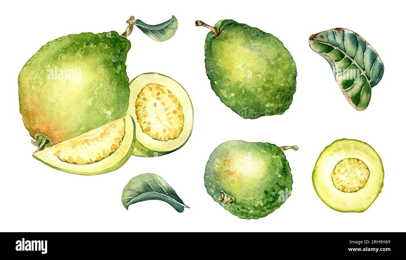 Set of half and slices guava watercolor illustration isolated on white ...