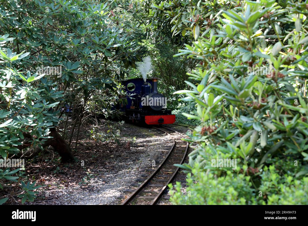 A miniature steam train rounds a bend in the track, surrounded by ...