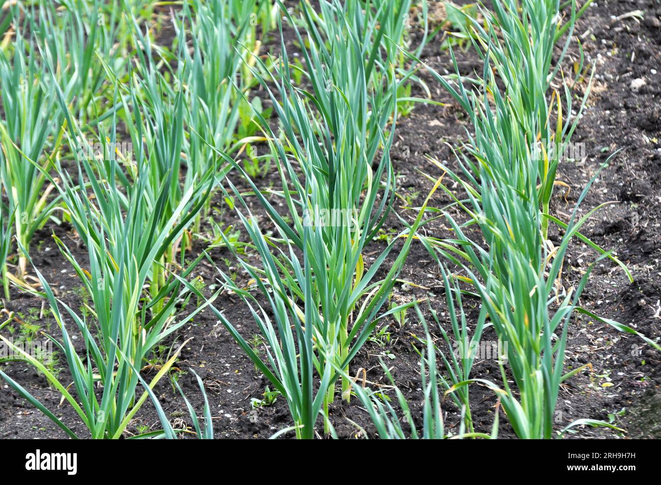 In the field in open organic soil garlic grows Stock Photo - Alamy