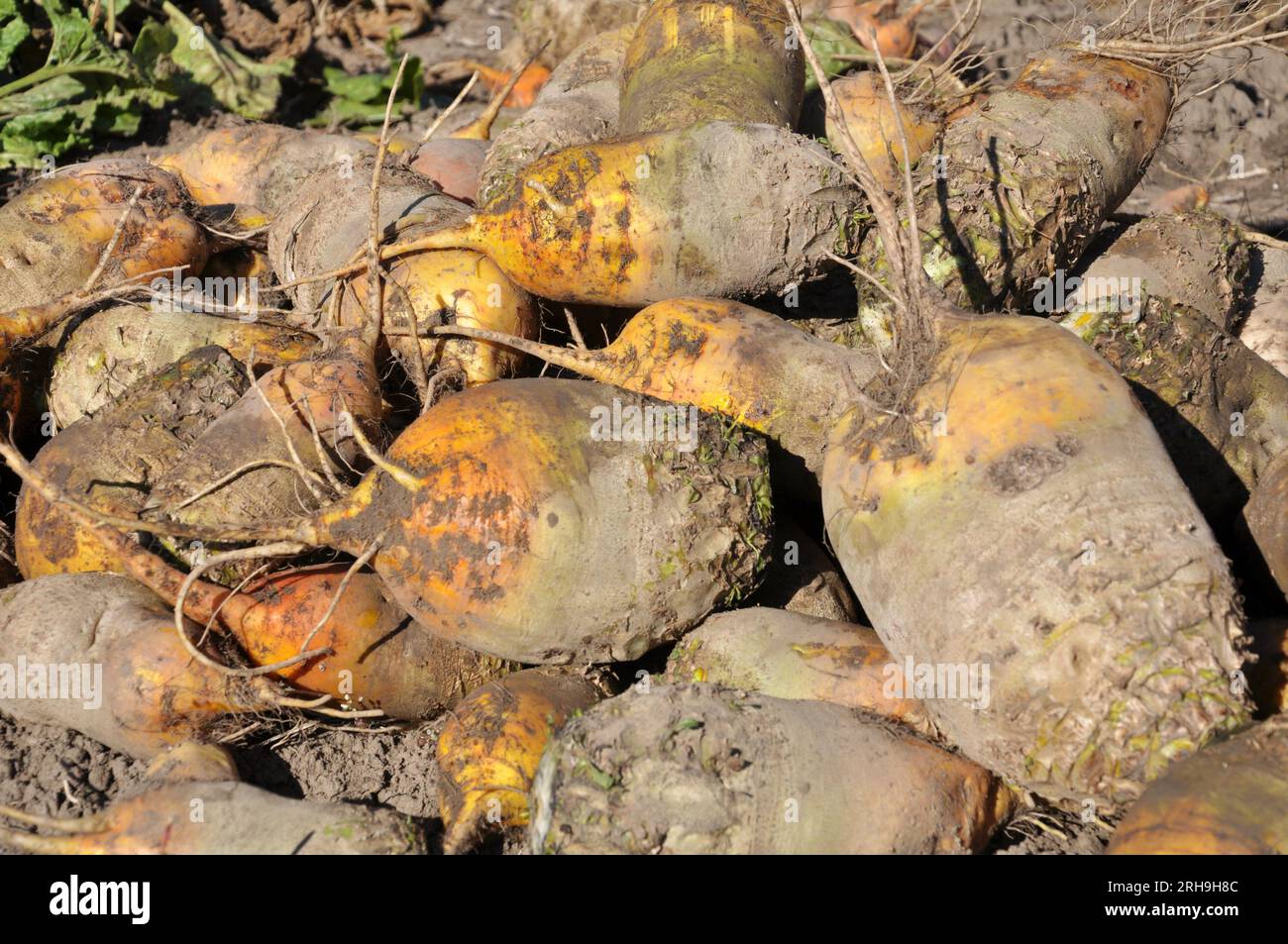 In the field on the pile dug out are fodder beets Stock Photo - Alamy