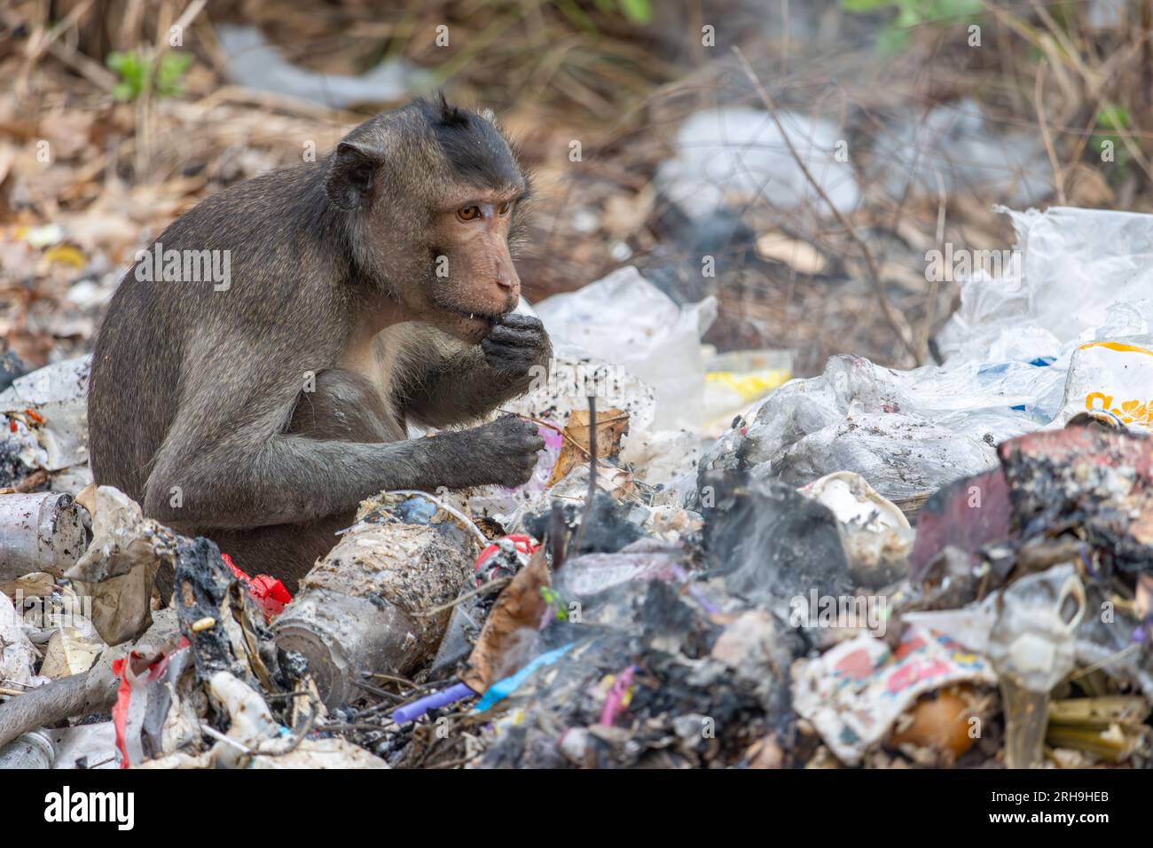 Eats garbage hi-res stock photography and images - Alamy