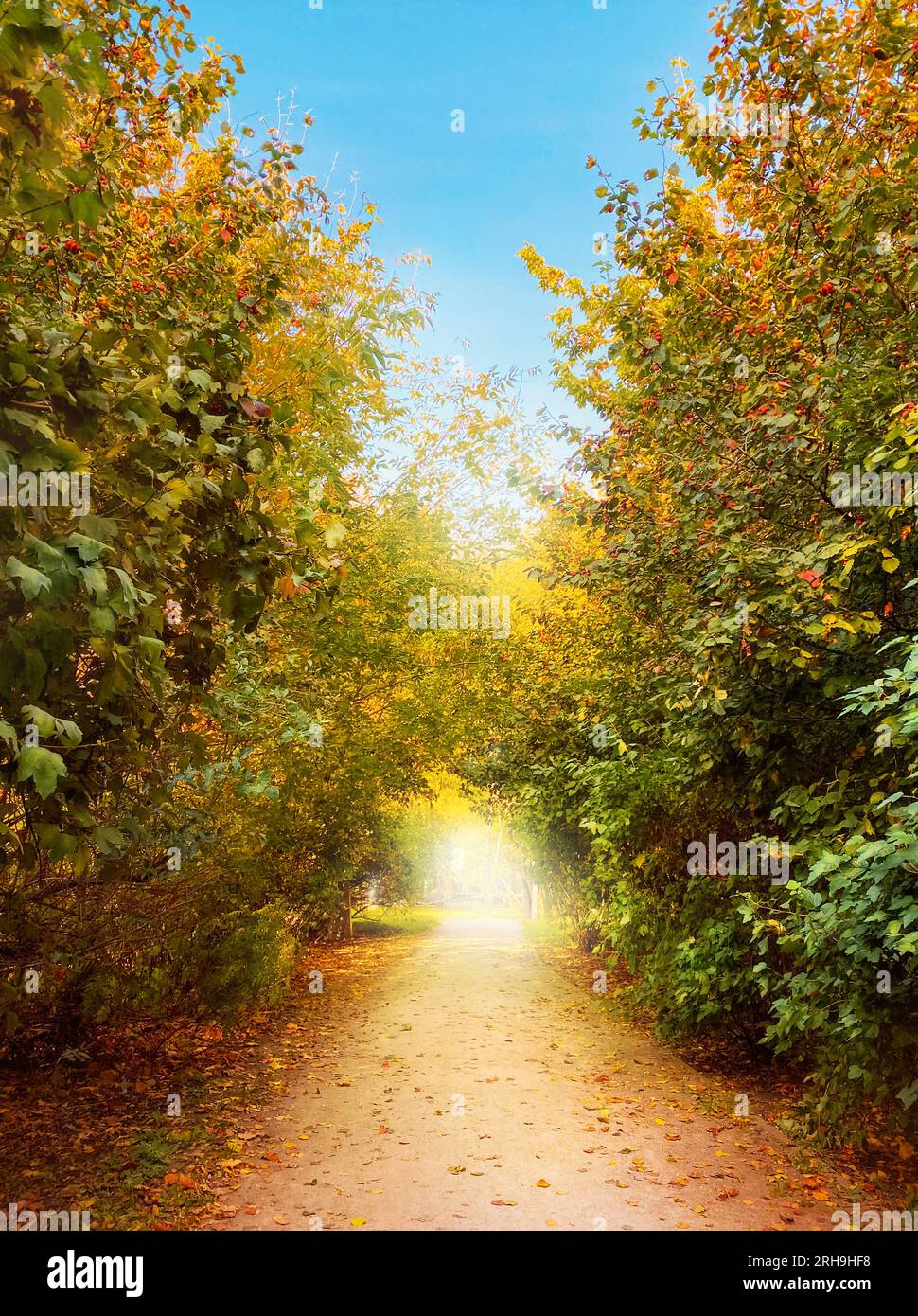 Tunnel of ash trees hi-res stock photography and images - Alamy