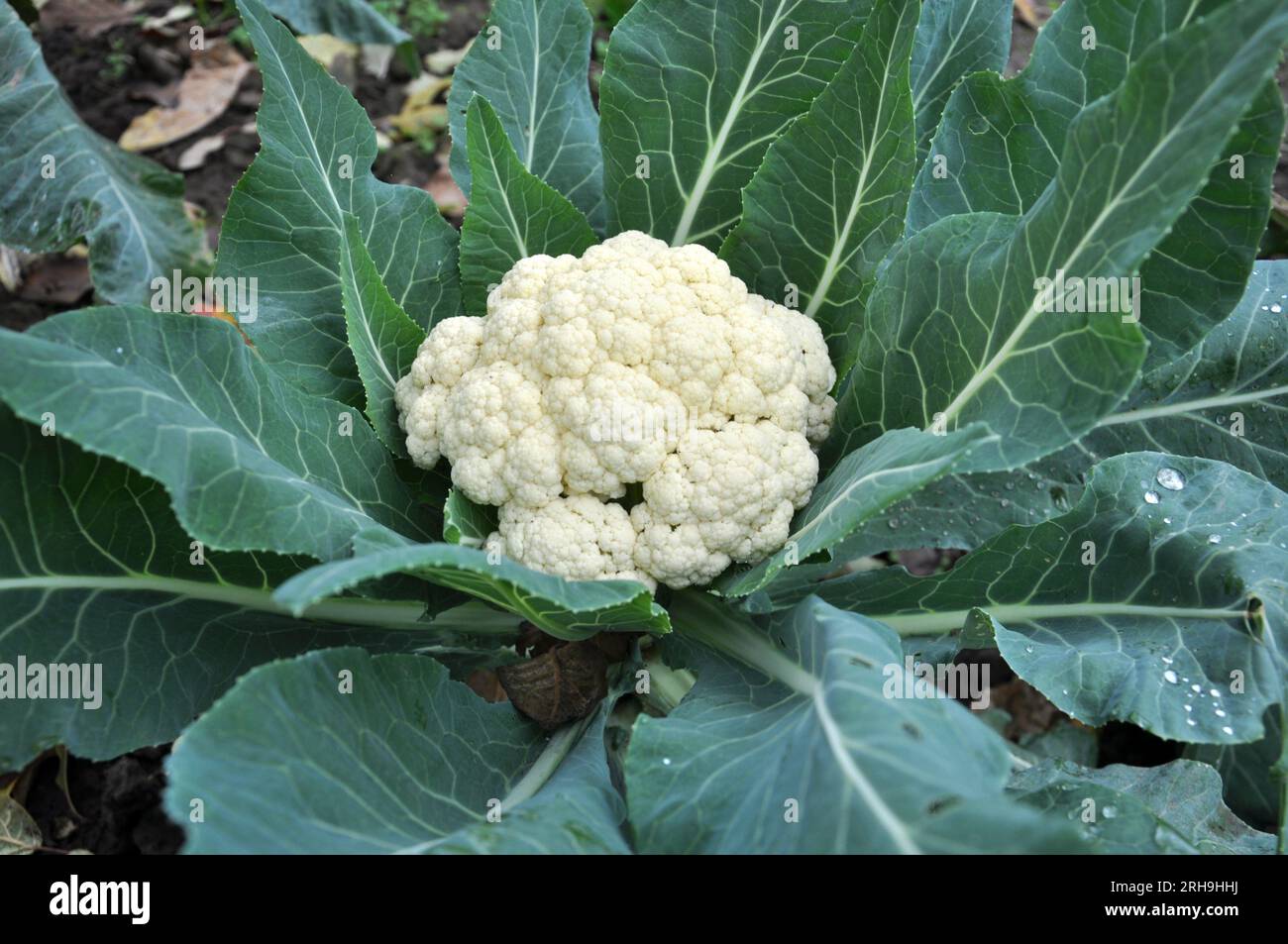 Cauliflower grows in organic soil in the garden on the vegetable area ...