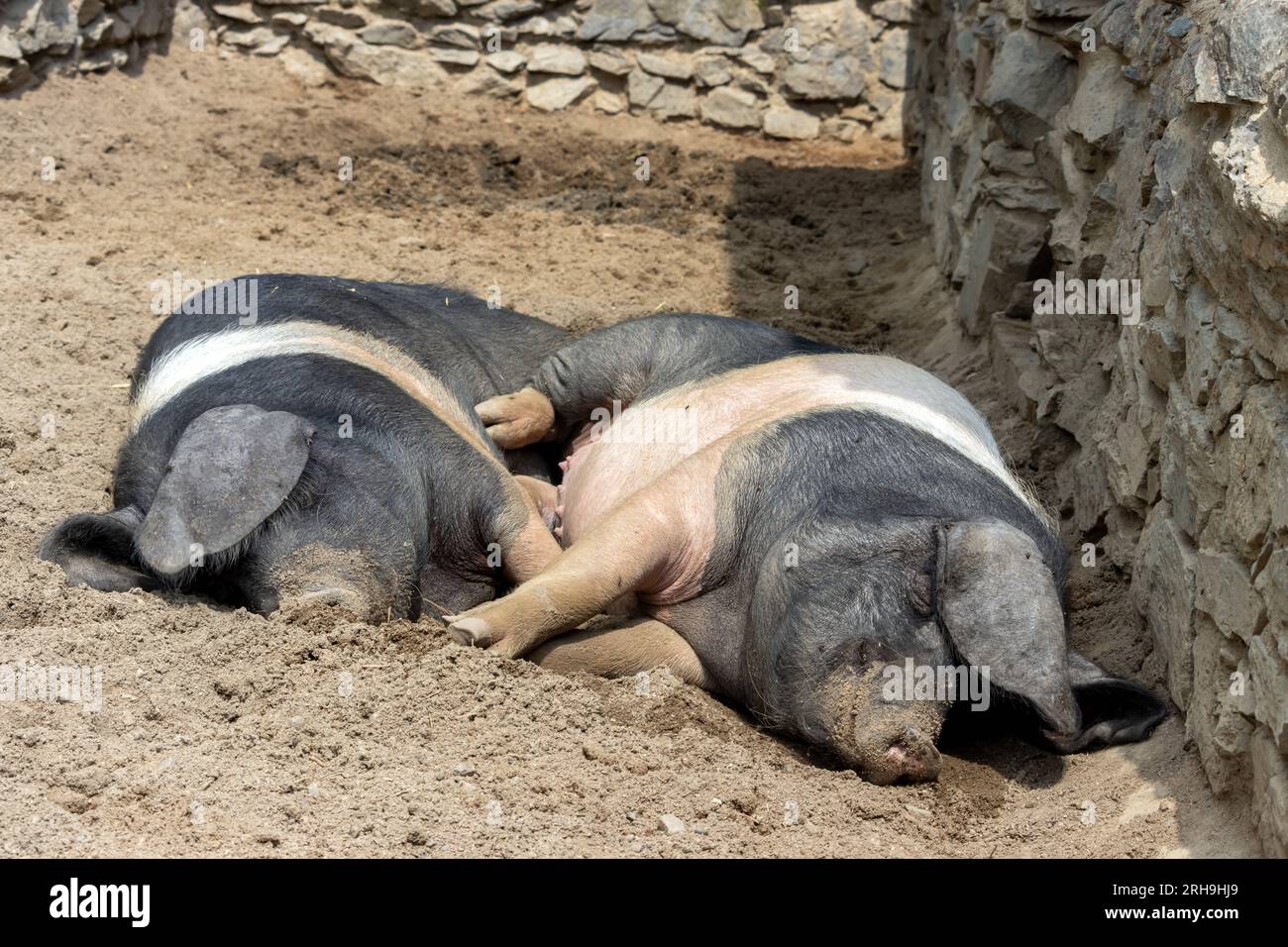 Stable two pigs rest hi-res stock photography and images - Alamy