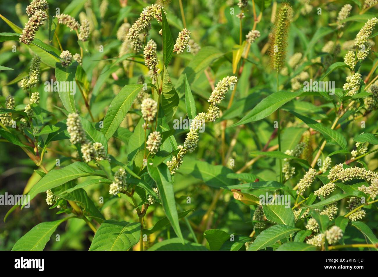 Weed Persicaria lapathifolia grows in a field among agricultural crops ...