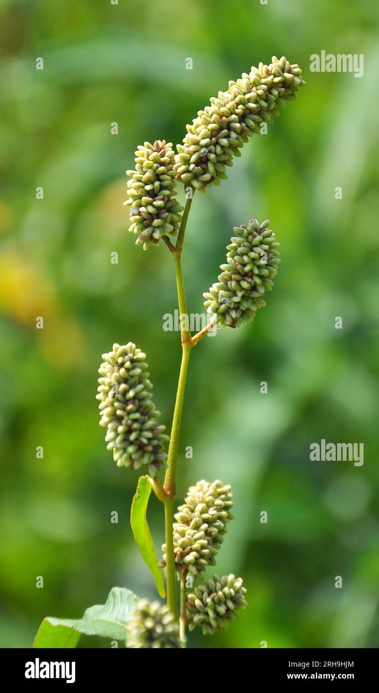 Weed Persicaria lapathifolia grows in a field among agricultural crops ...